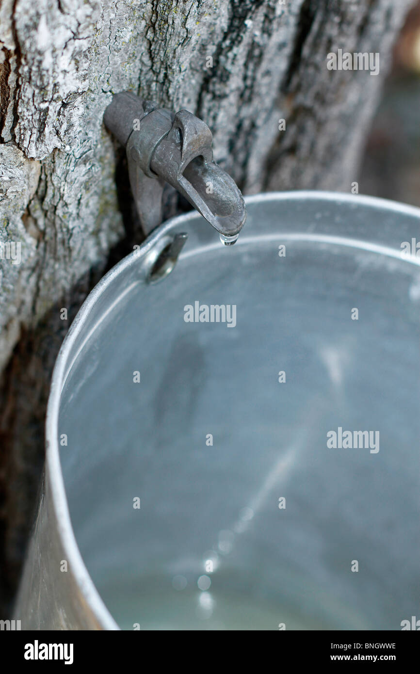 Canadian maple syrup hi-res stock photography and images - Alamy