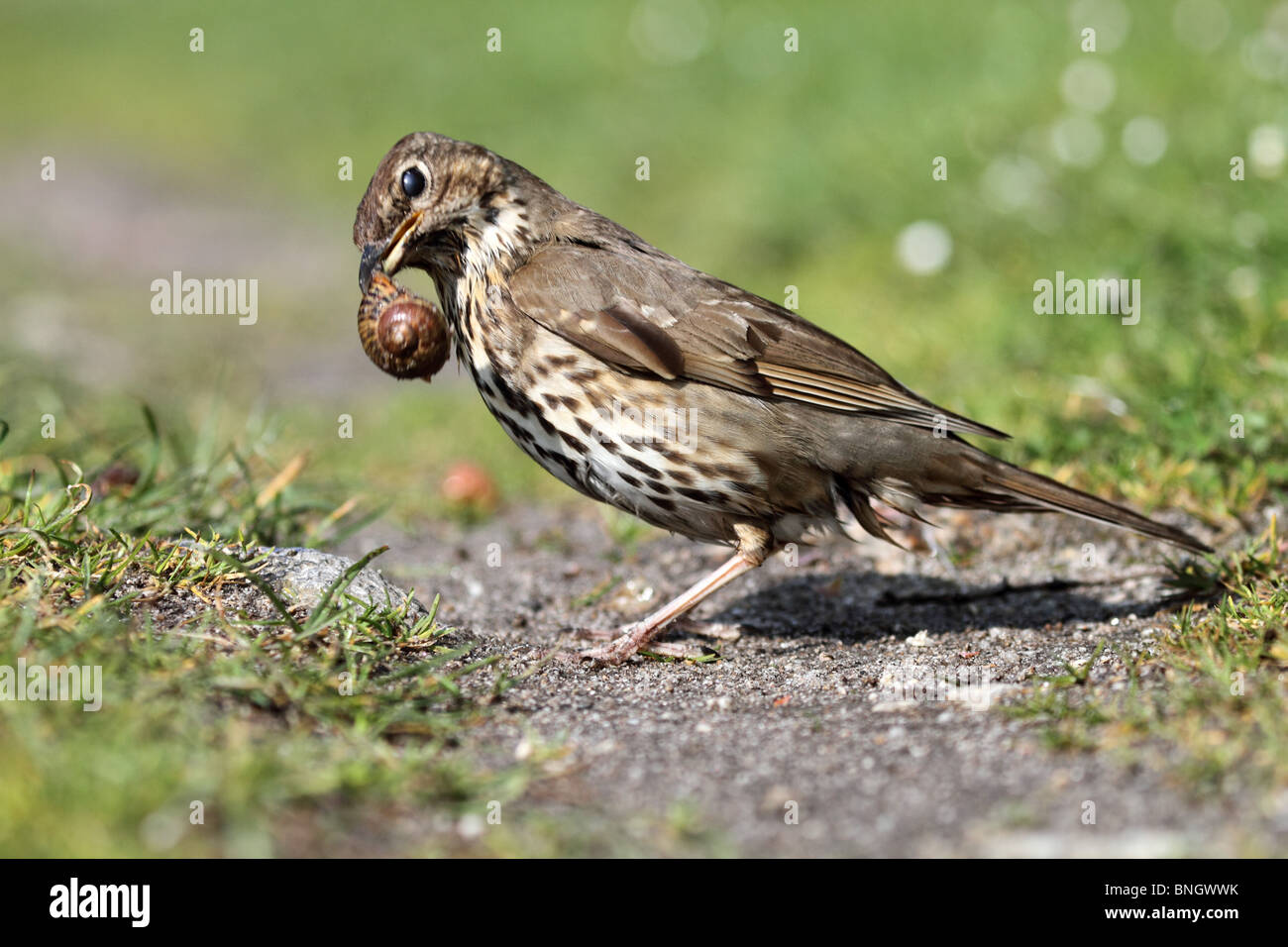 Song thrush eating snail hi-res stock photography and images - Alamy
