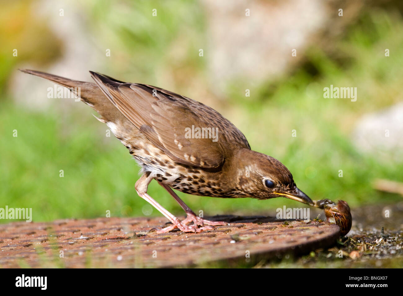 Bash shell hi-res stock photography and images - Alamy