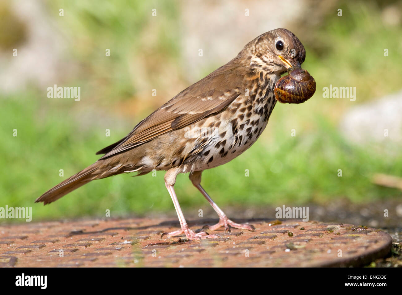 Song thrush eating snail hi-res stock photography and images - Alamy