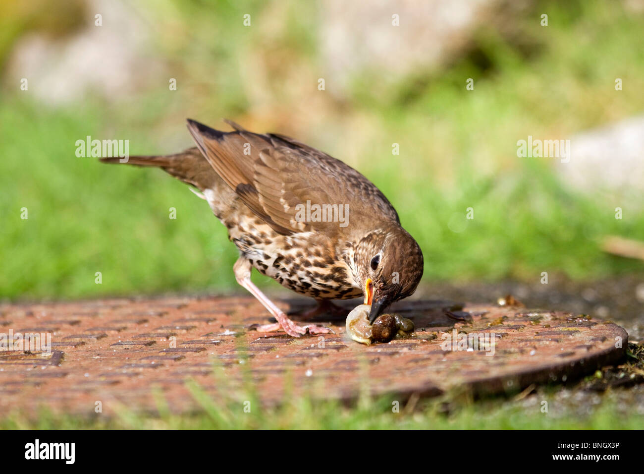 Song thrush eating snail hi-res stock photography and images - Alamy