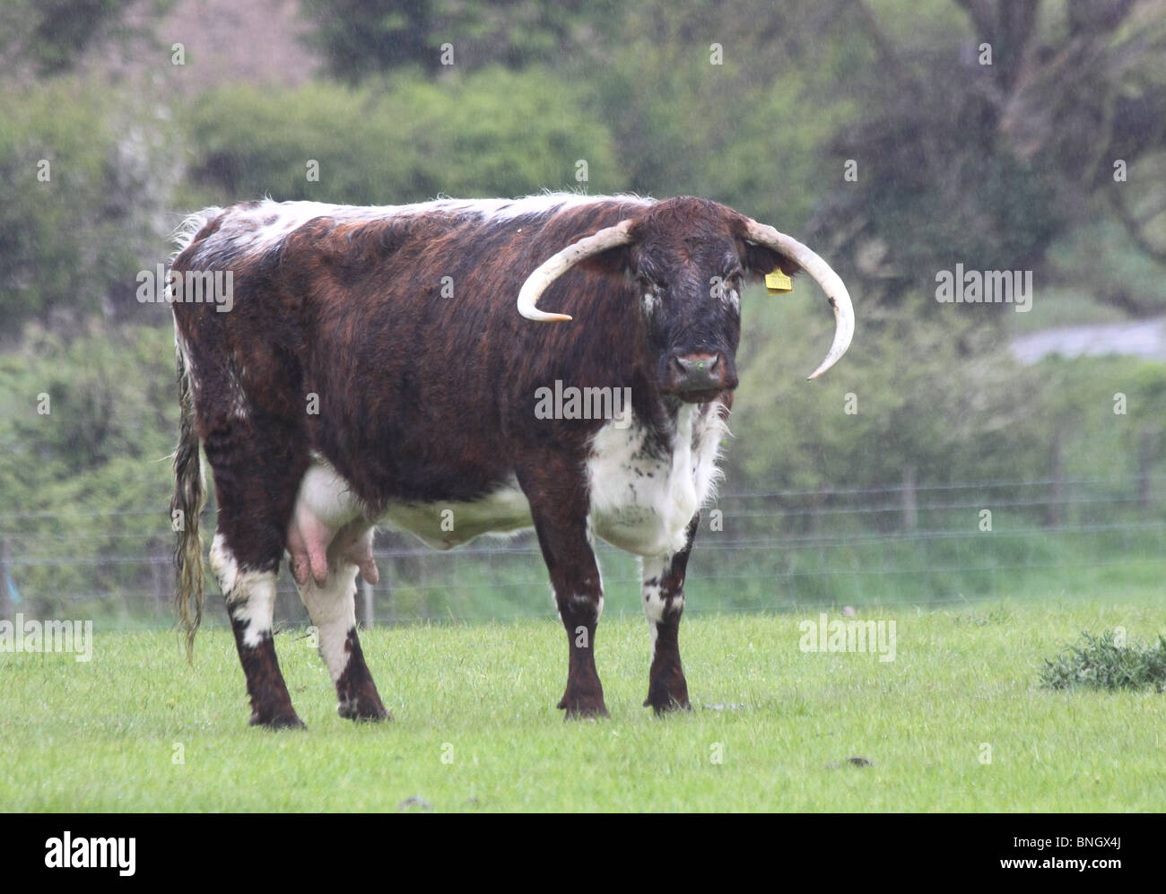 Norfolk cattle breeds hi-res stock photography and images - Alamy
