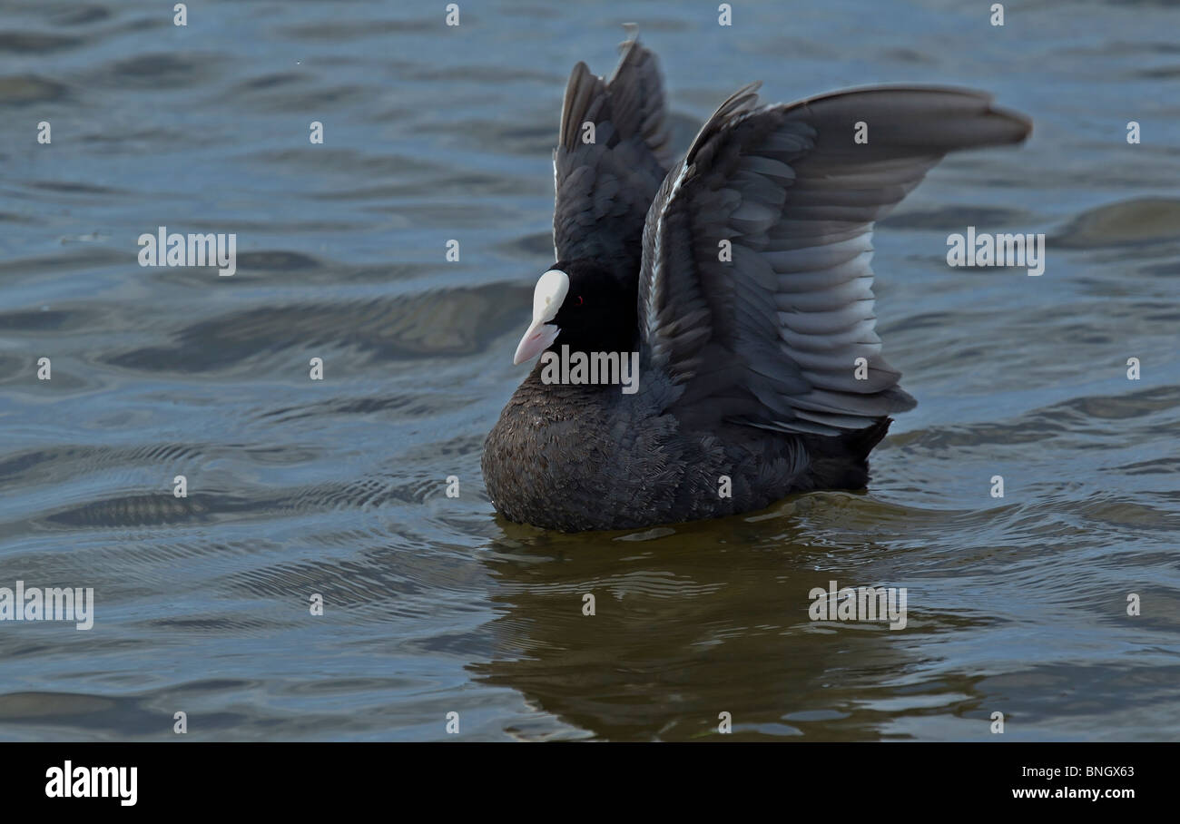 Stretch wings hi-res stock photography and images - Alamy