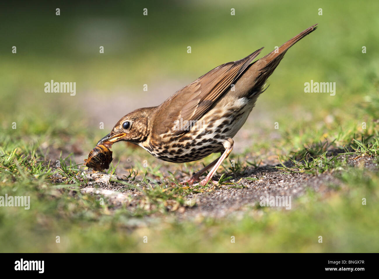 Song thrush eating snail hi-res stock photography and images - Alamy