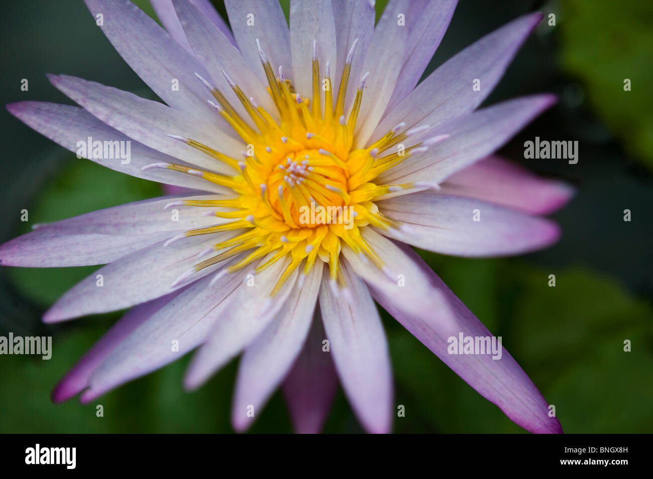 Water lily in a pond Stock Photo - Alamy