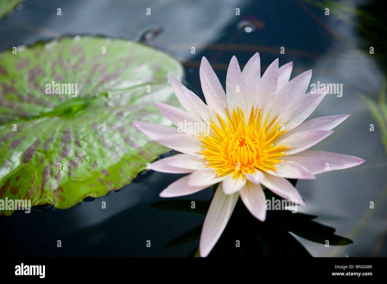 Water lily in a pond Stock Photo - Alamy