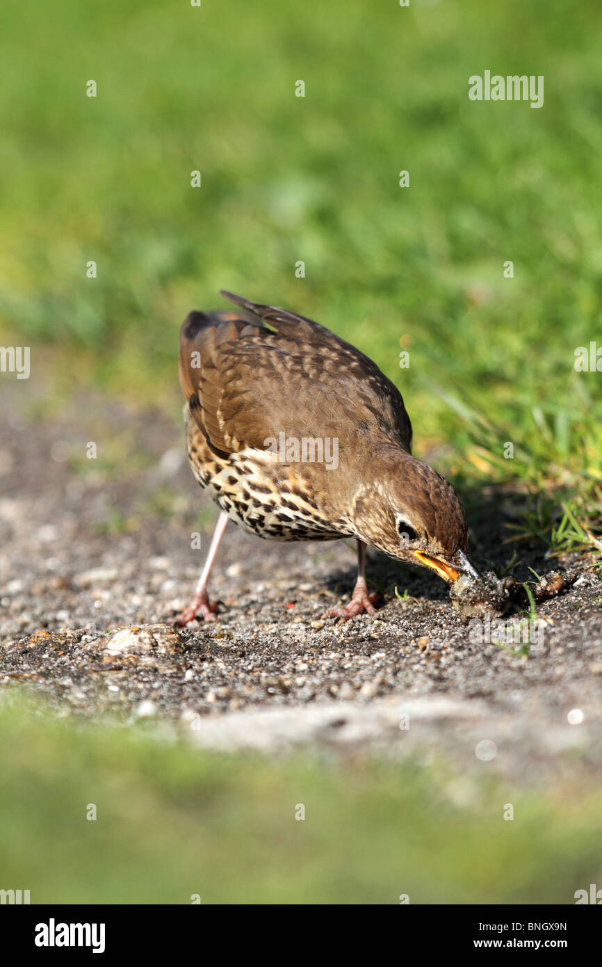 Song Thrush; Turdus philomelos; eating a snail Stock Photo - Alamy