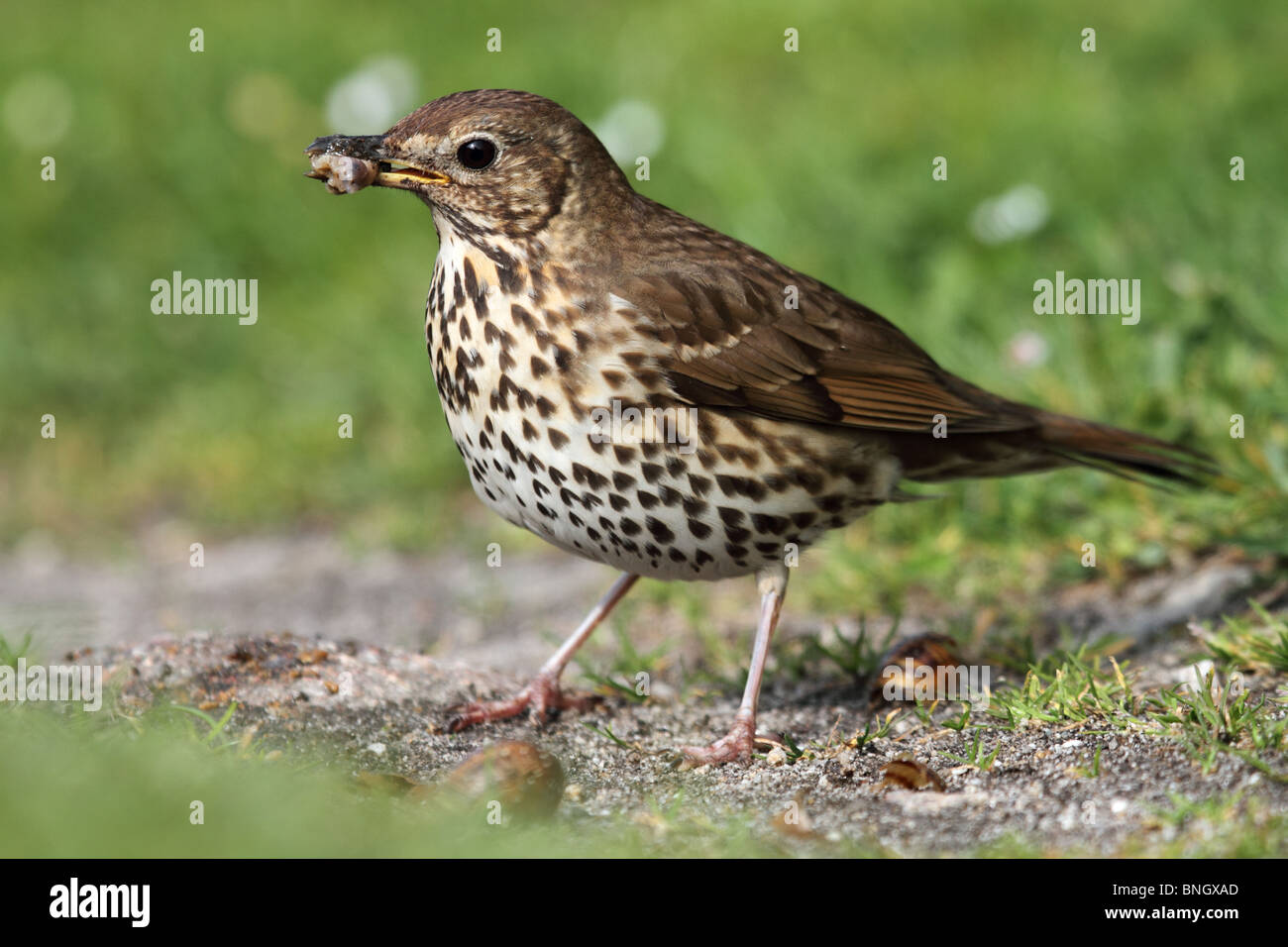 Song thrush eating snail hi-res stock photography and images - Alamy