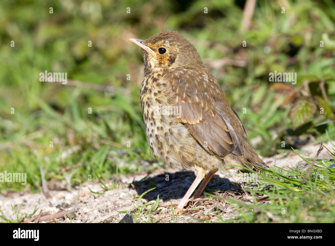 Song Thrush; Turdus philomelos; juvenile bird Stock Photo - Alamy