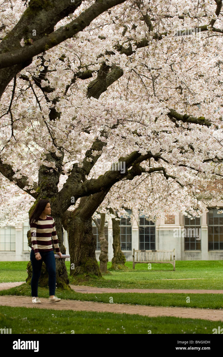 A student walks through The Quad and the blooming Yoshino cherry trees ...