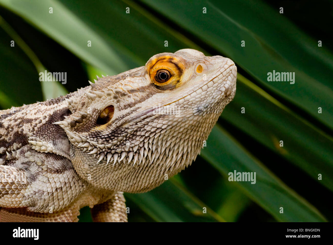 Close-up of a Bearded Dragon lizard (Pogona vitticeps Stock Photo - Alamy
