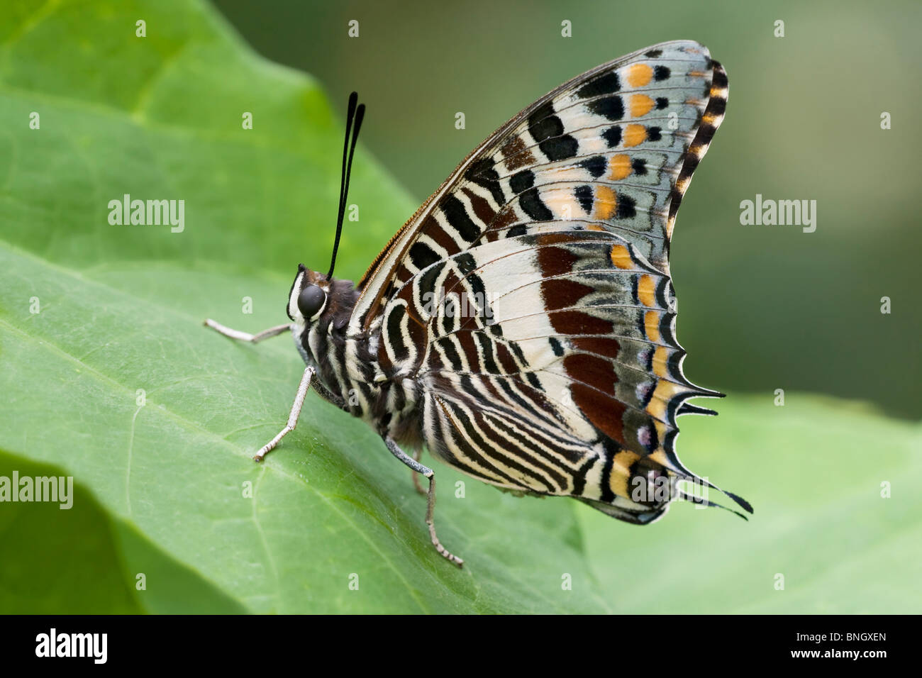 Giant charaxes hi-res stock photography and images - Alamy