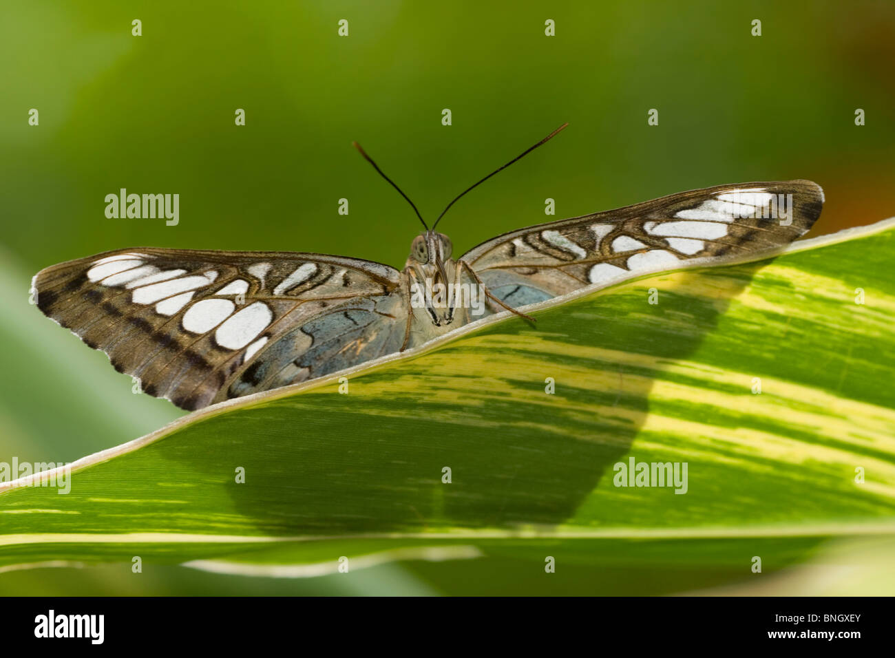 Clipper butterfly hi-res stock photography and images - Alamy