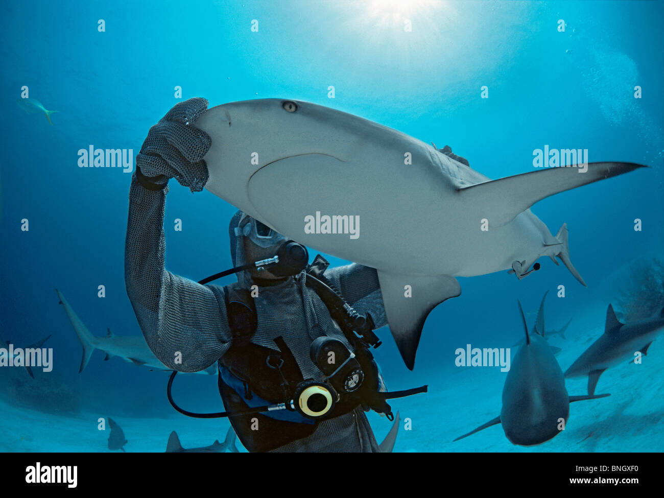 Shark handler holding Caribbean Reef Shark (Carcharhinus perezi) in ...