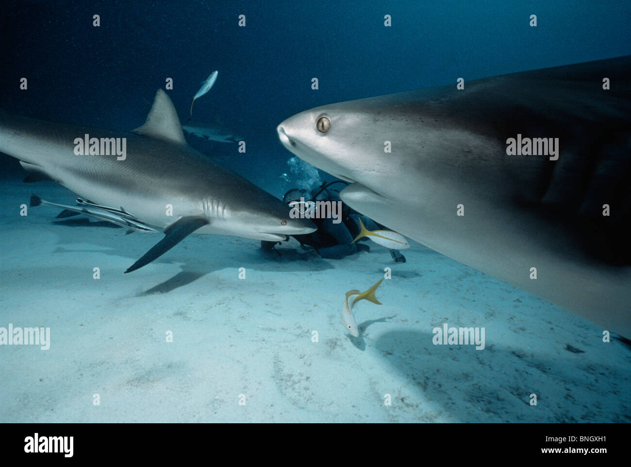 Shark handler feeds Caribbean Reef Sharks (Carcharhinus perezi) with ...