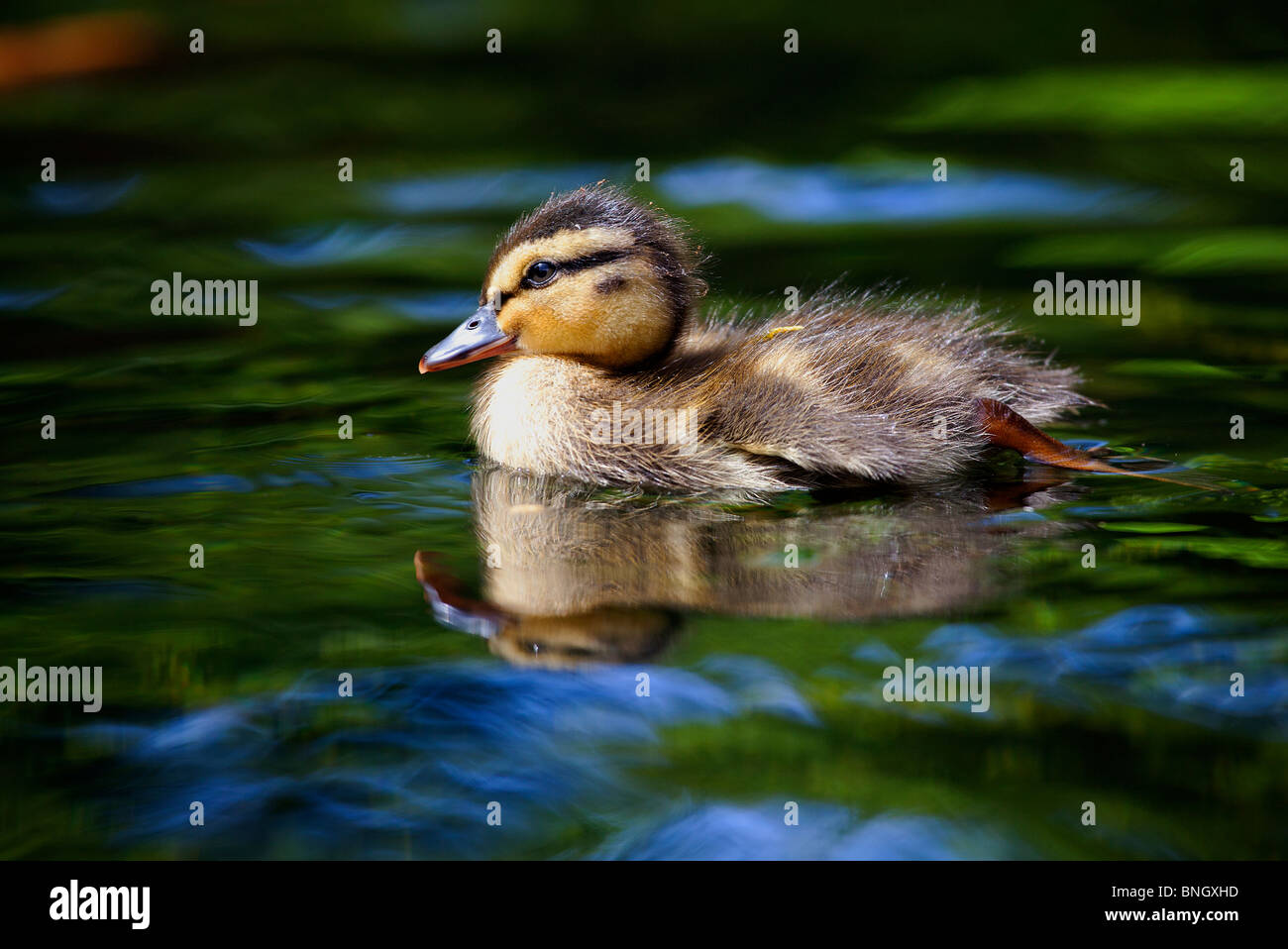 Duckling Age Chart With Pictures