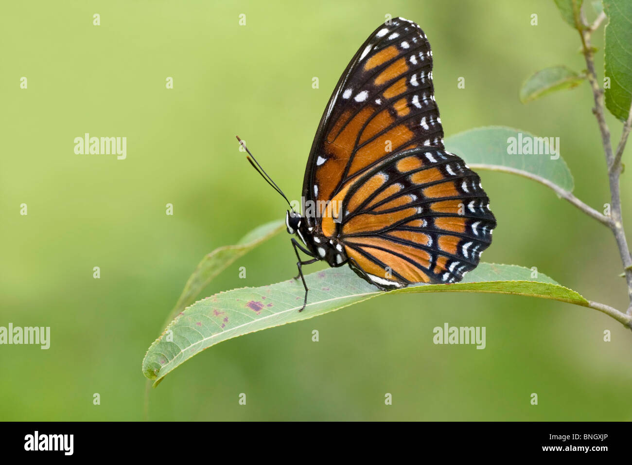 Basilarchia archippus hi-res stock photography and images - Alamy