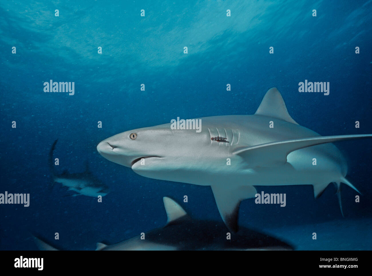 Caribbean Reef Shark (Carcharhinus perezi) with Isopod attached on ...