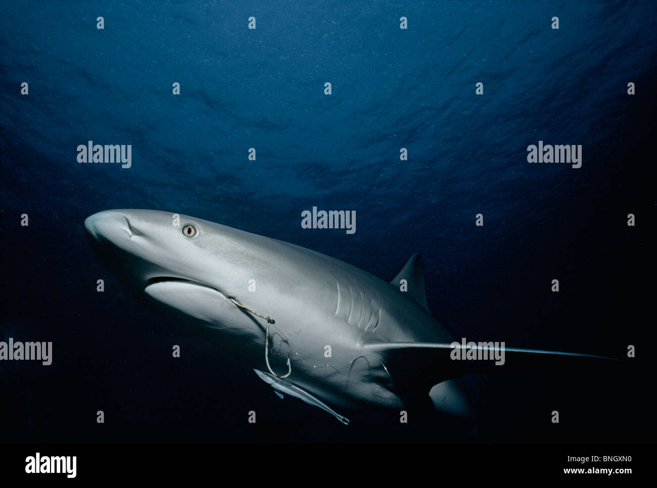 Remora fish attached hi-res stock photography and images - Alamy