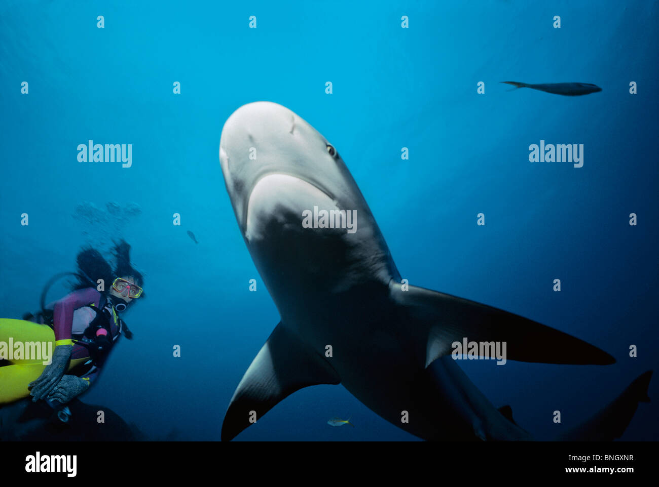 Diving with the shark hi-res stock photography and images - Alamy
