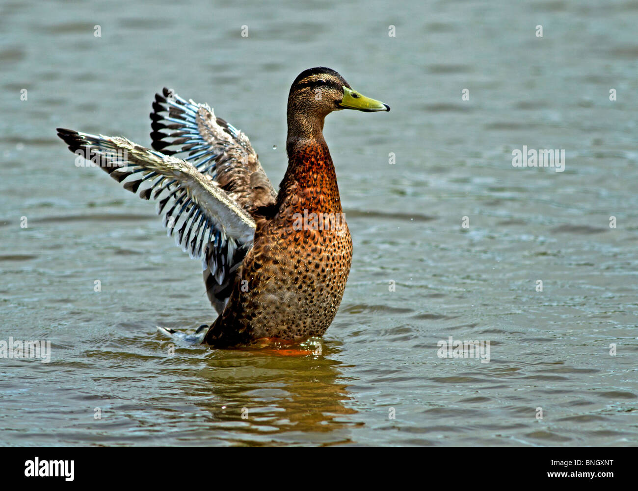 Wing stretching hi-res stock photography and images - Alamy