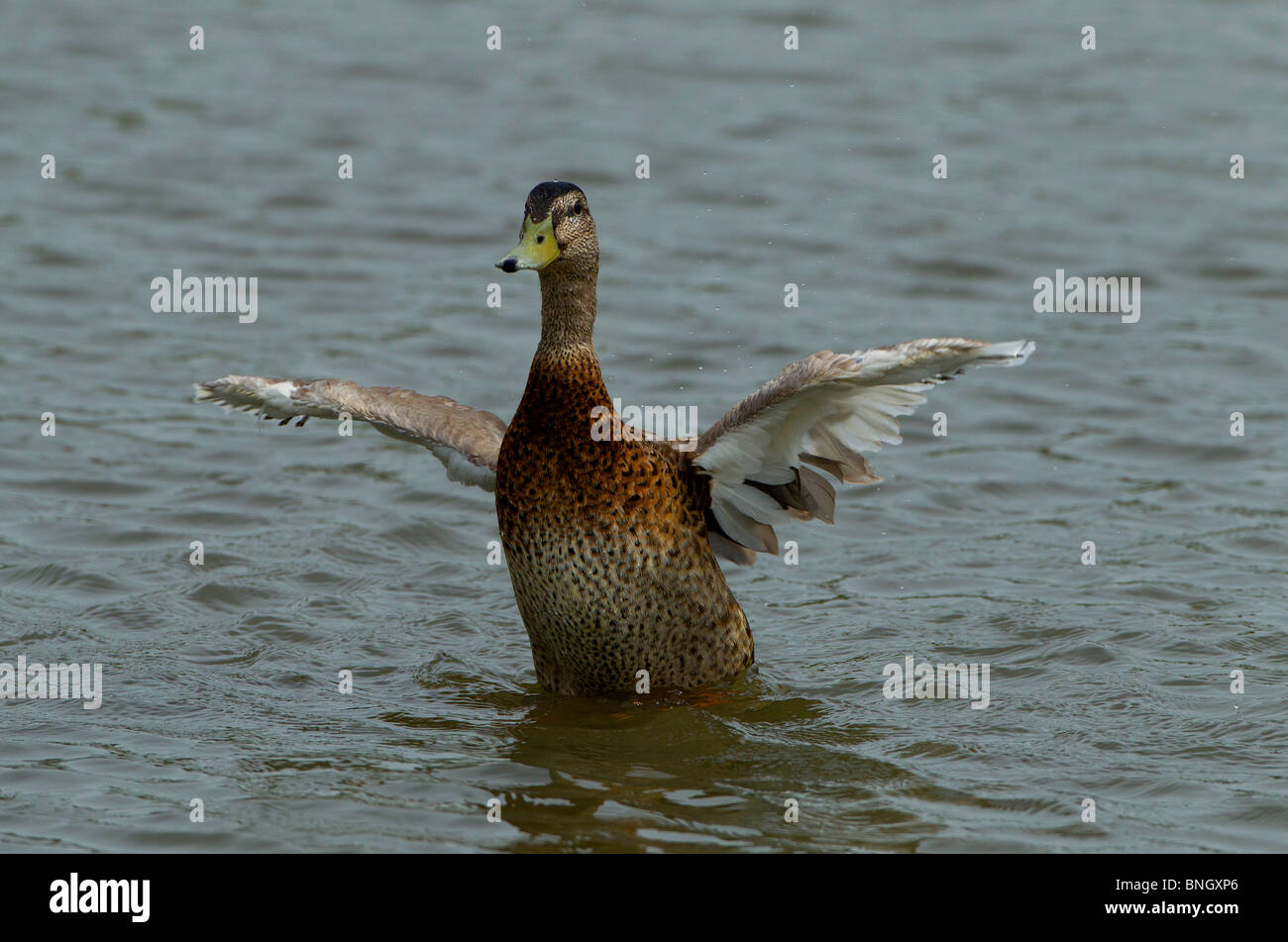 Female Mallard stretching wings, Abbotsbury swannery, Dorset, UK Stock ...