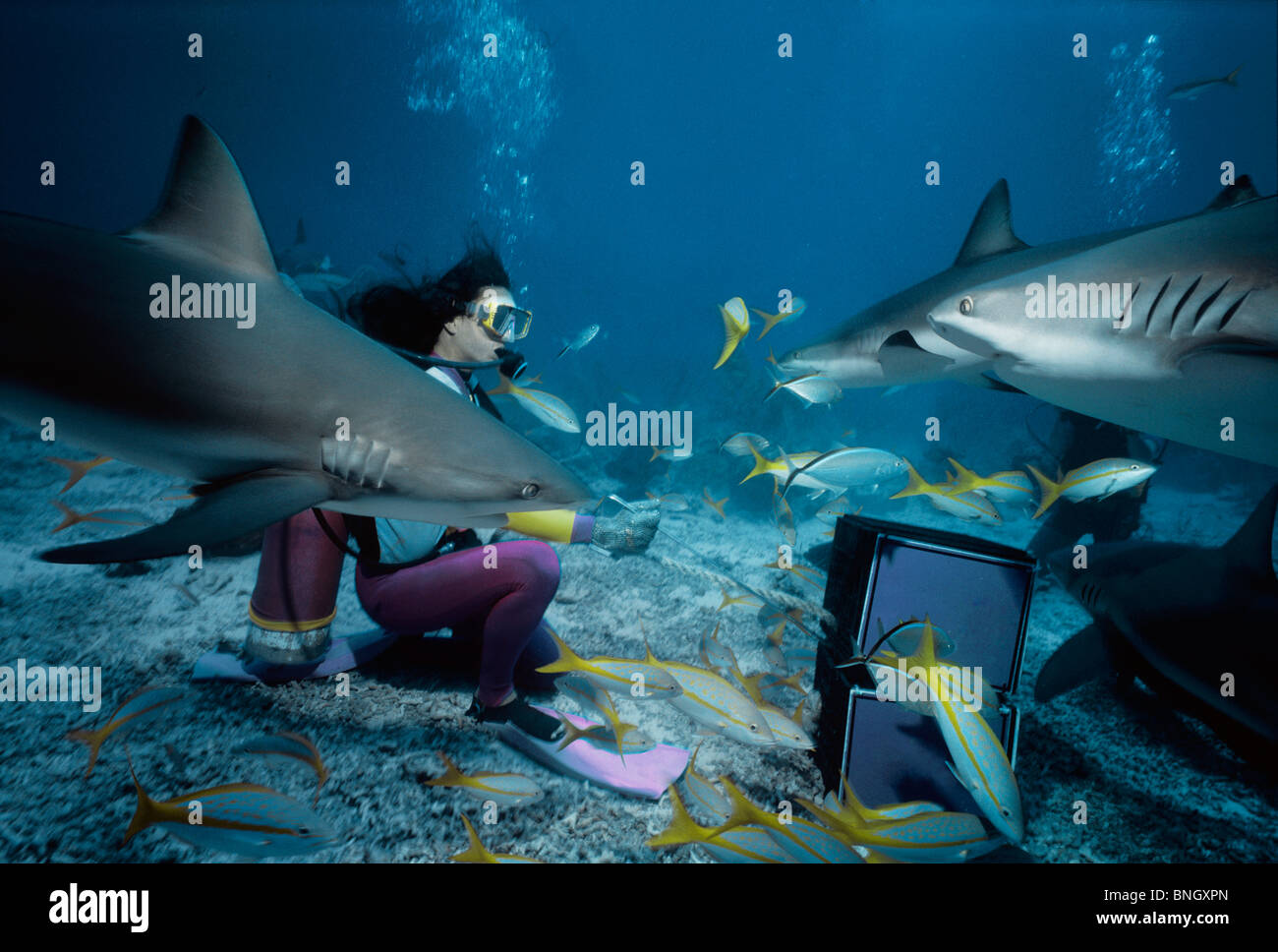 Shark handler feeds Caribbean Reef Sharks (Carcharhinus perezi) with ...