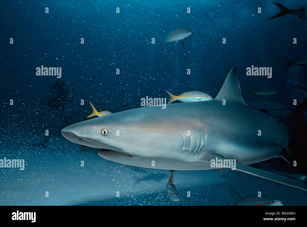 Caribbean Reef Shark (Carcharhinus perezi) and schooling Yellowtail ...