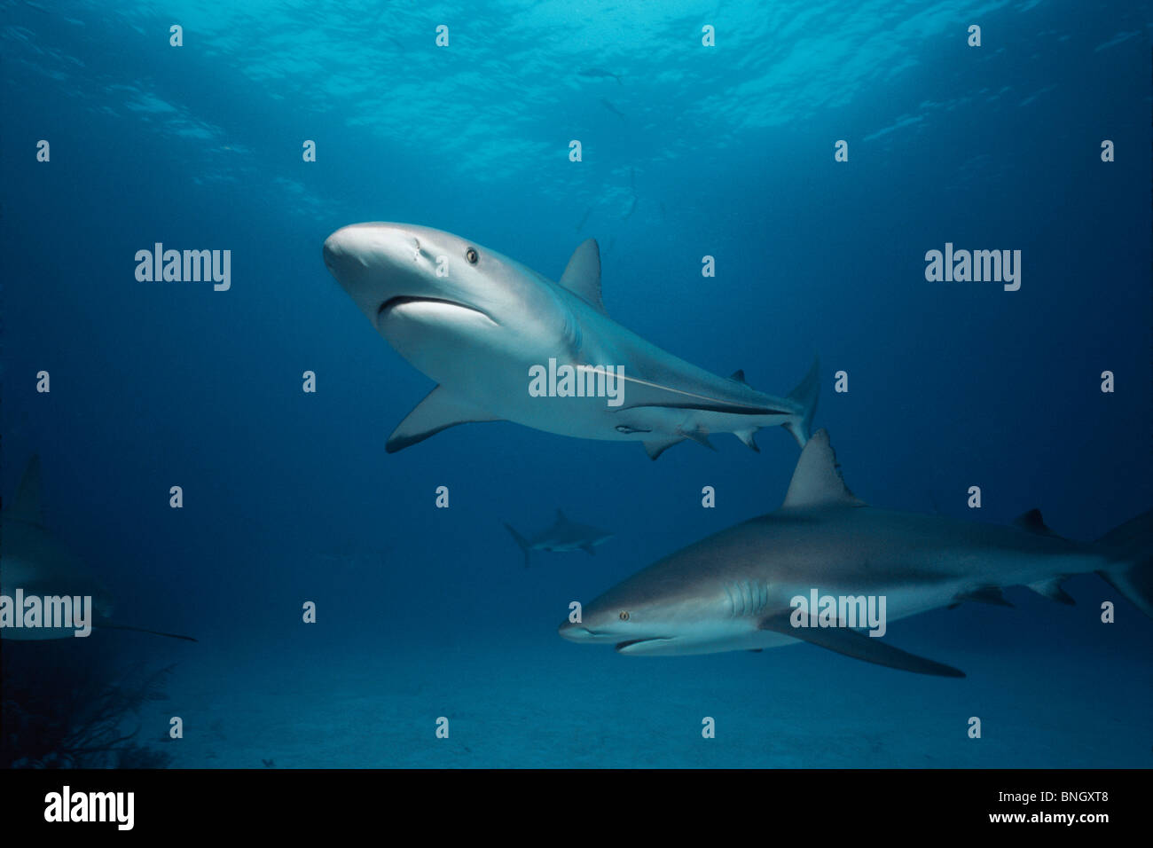 Ground sharks hi-res stock photography and images - Alamy