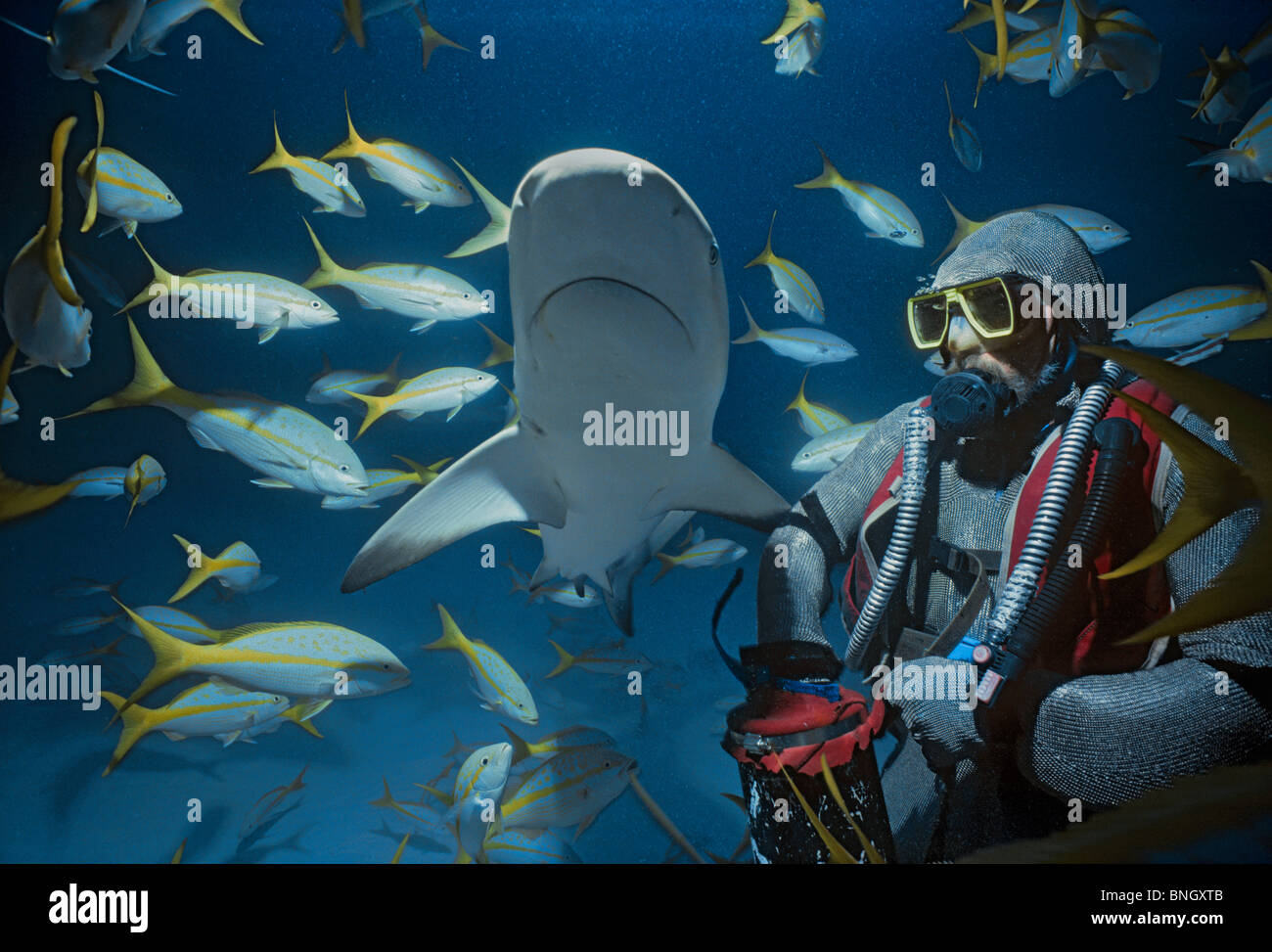 Yellowtail snapper feeding hi-res stock photography and images - Alamy