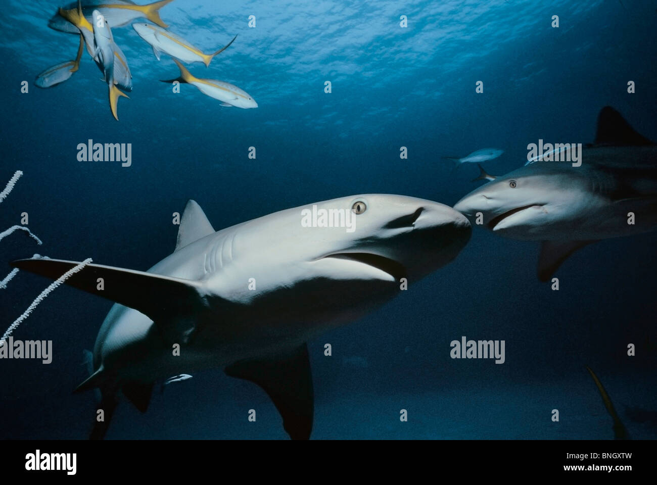 Caribbean Reef Sharks (Carcharhinus perezi) with schooling Yellowtail ...