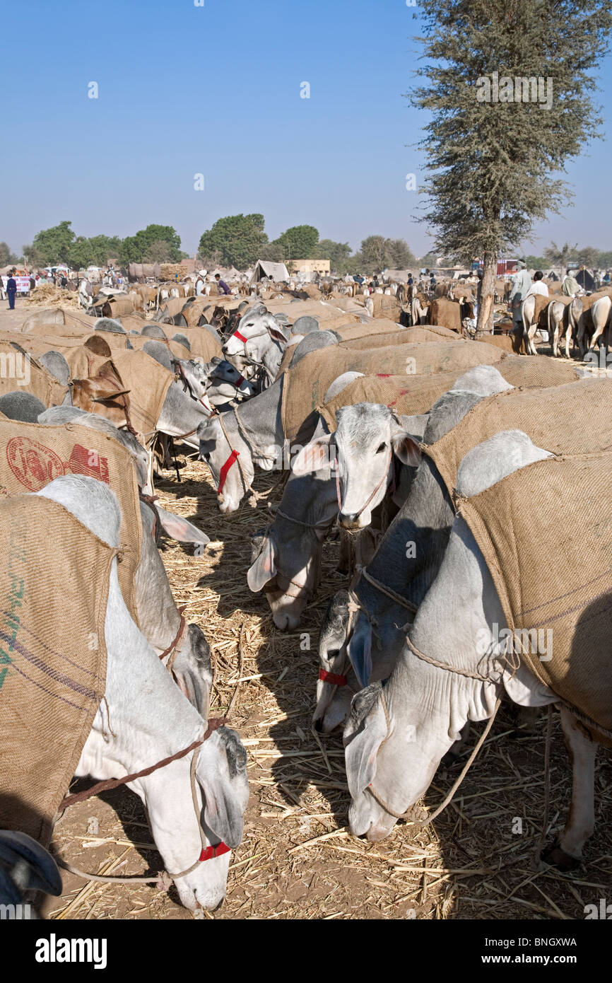 Young oxen. Nagaur cattle fair. Rajasthan. India Stock Photo - Alamy