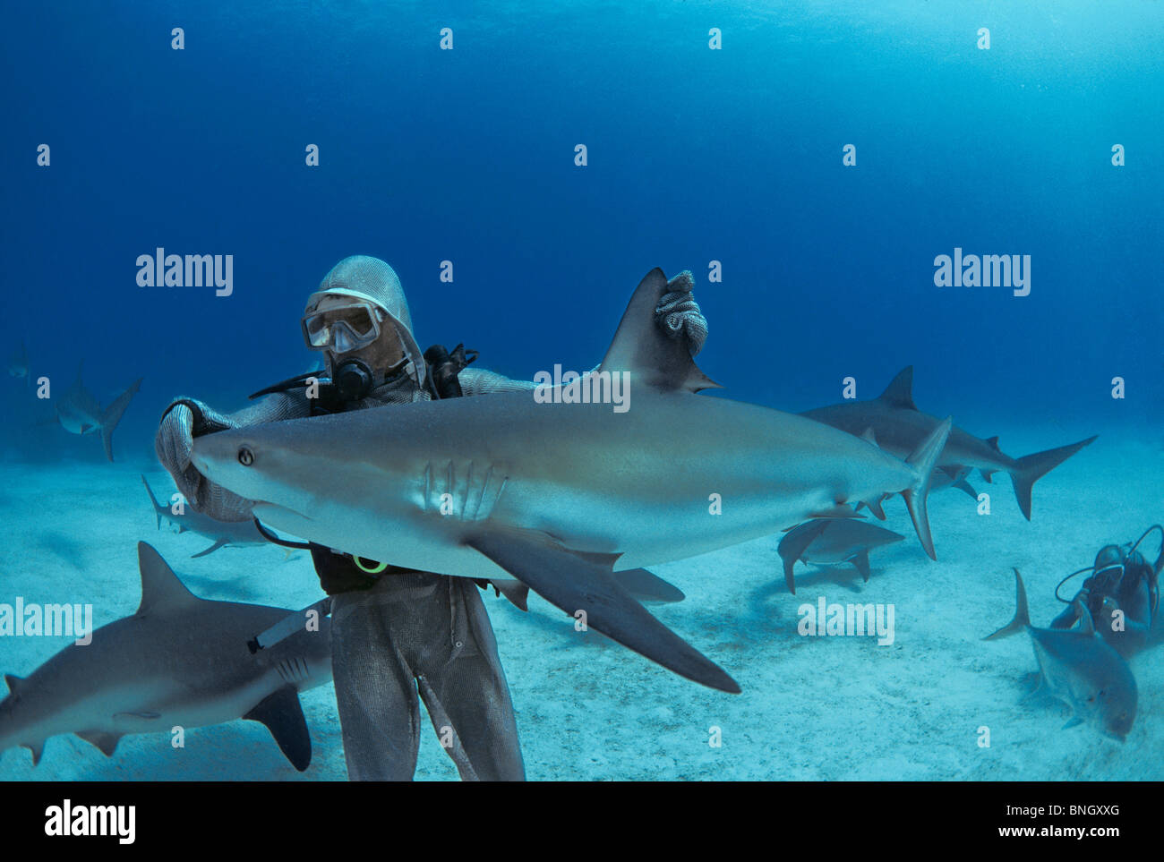 Shark handler hi-res stock photography and images - Alamy