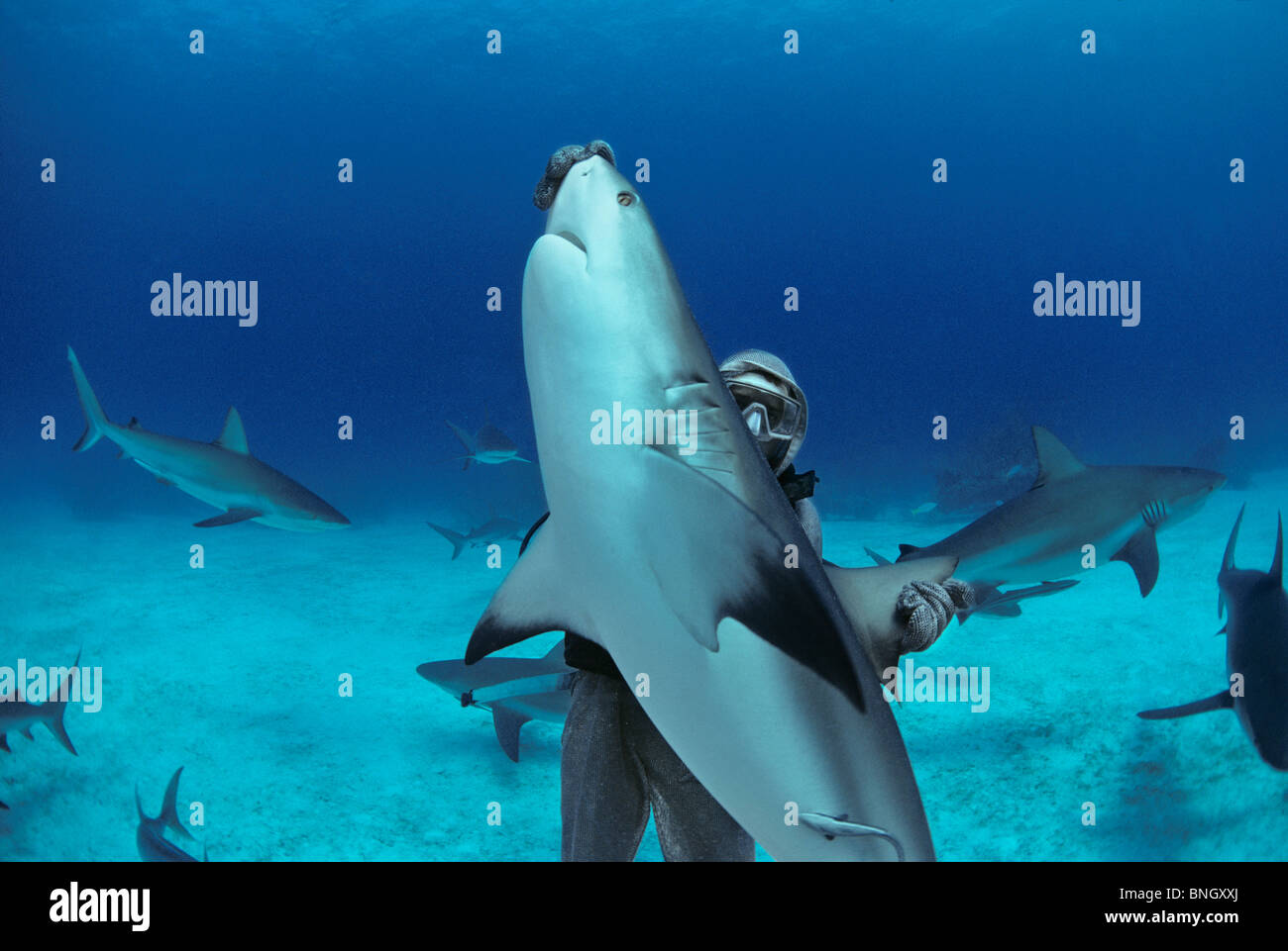 Caribbean Reef Shark (Carcharhinus perezi) in hypnotic trance being ...