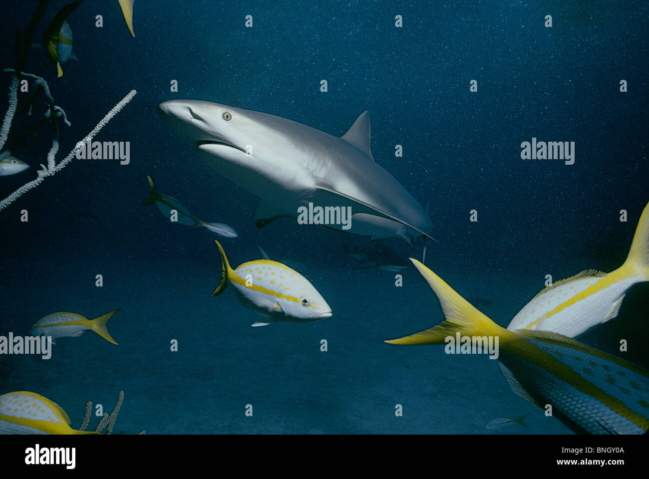 Caribbean Reef Shark (Carcharhinus perezi) with schooling Yellowtail ...