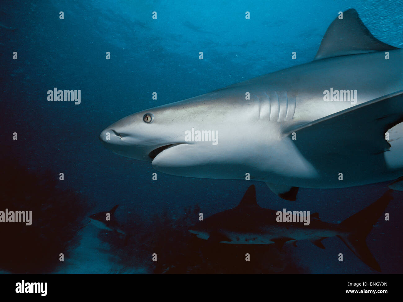 Caribbean Reef Shark (Carcharhinus perezi), Bahamas - Caribbean Sea ...