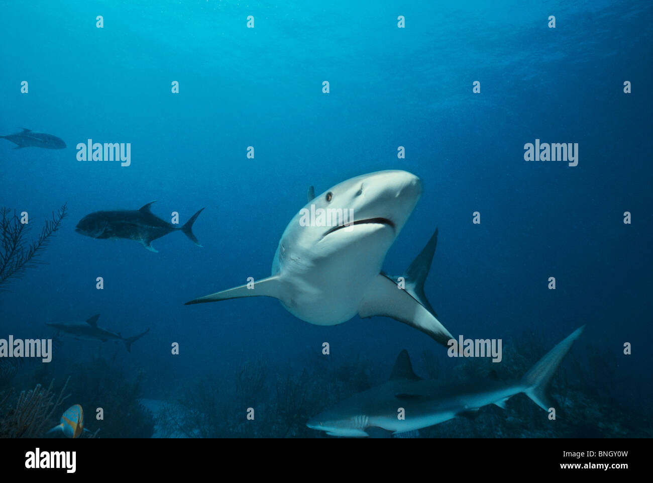 Caribbean Reef Shark (Carcharhinus perezi),Freeport, Bahamas ...