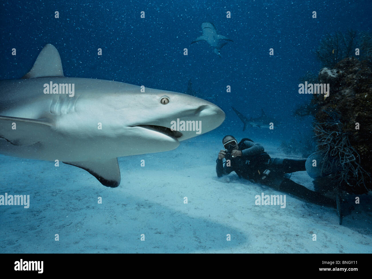 Diver photographs Caribbean Reef Sharks (Carcharhinus perezi), Bahamas ...