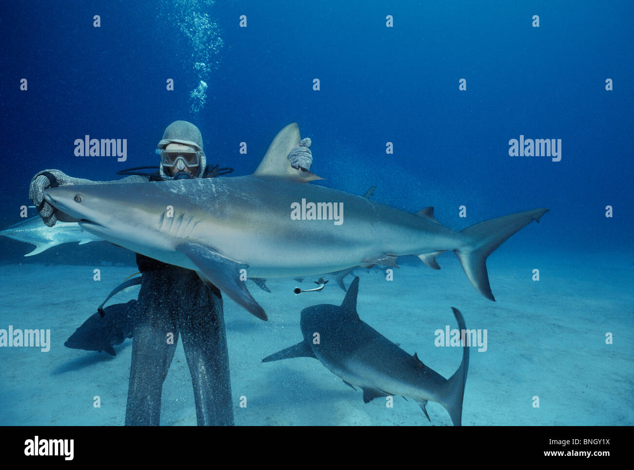 Scuba diving in the bahamas with sharks hi-res stock photography and ...