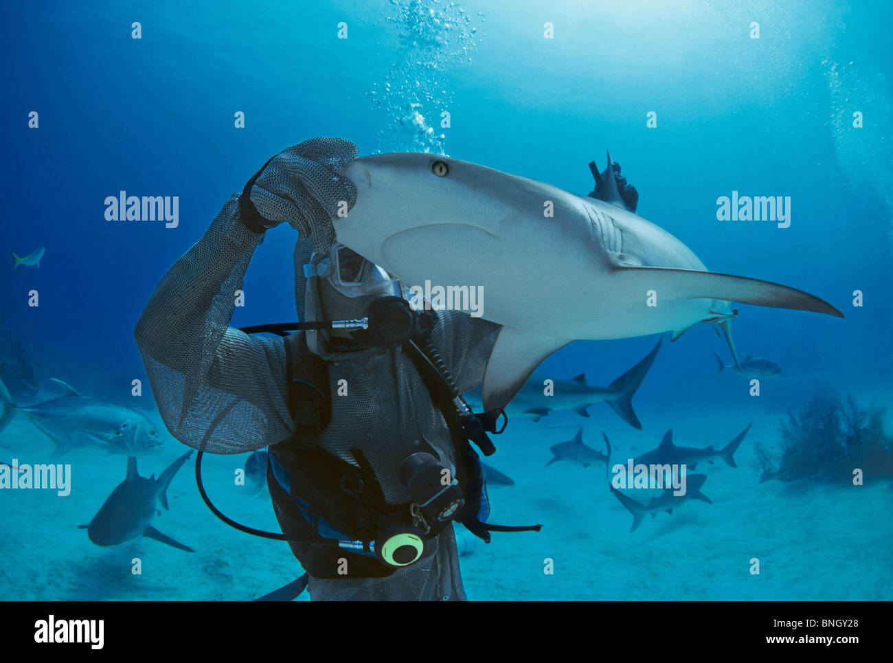 Shark Handler Stock Photos & Shark Handler Stock Images - Alamy