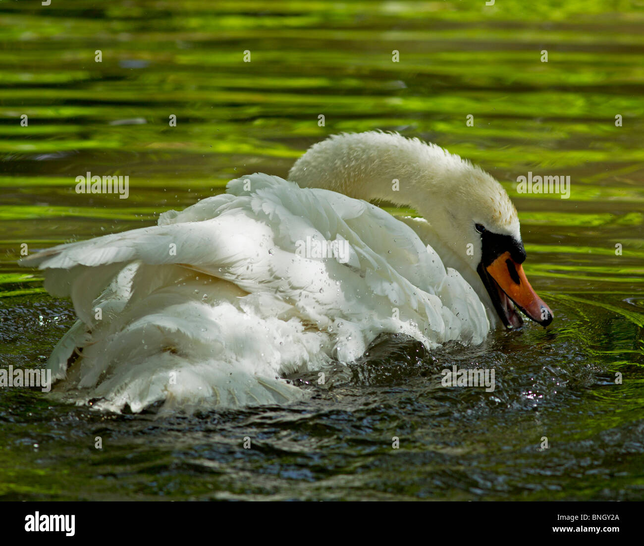 Swan washing hi-res stock photography and images - Alamy