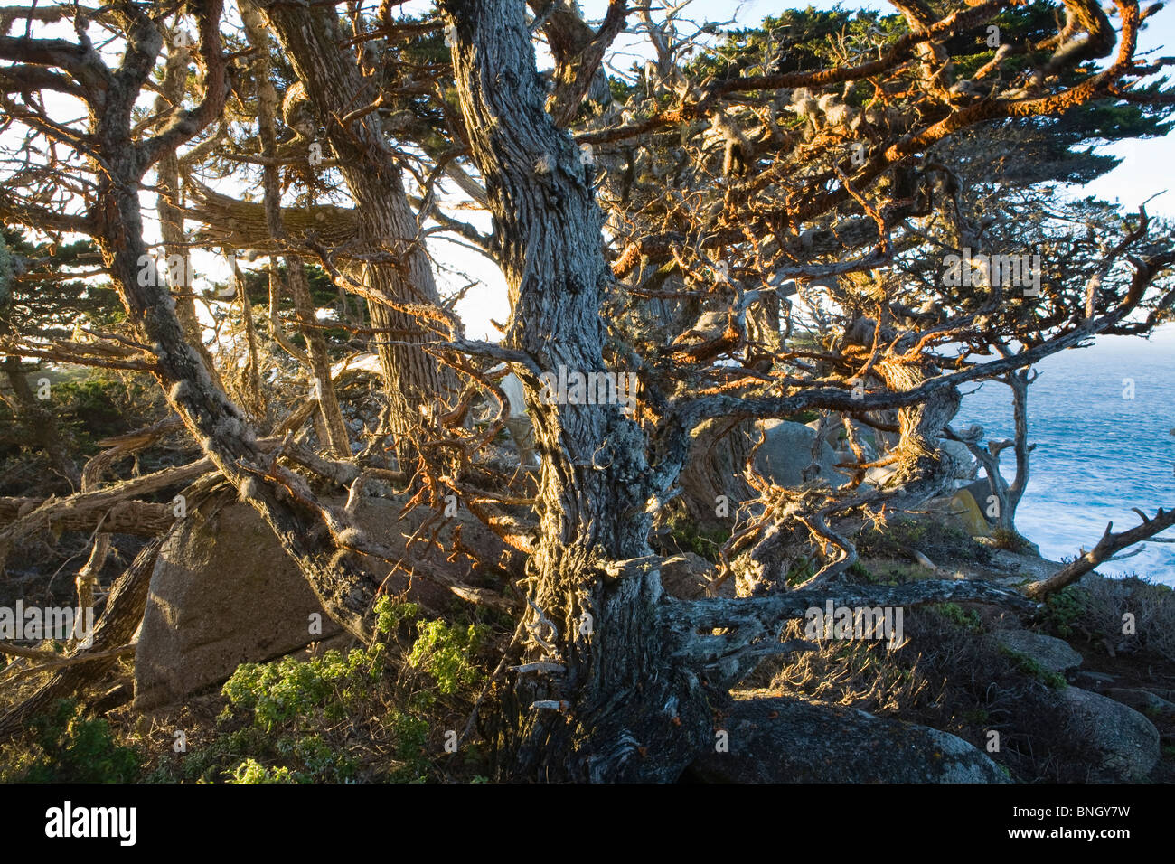 Monterey cypress (Cupressus macrocarpa) trees at a coast, Point Lobos ...