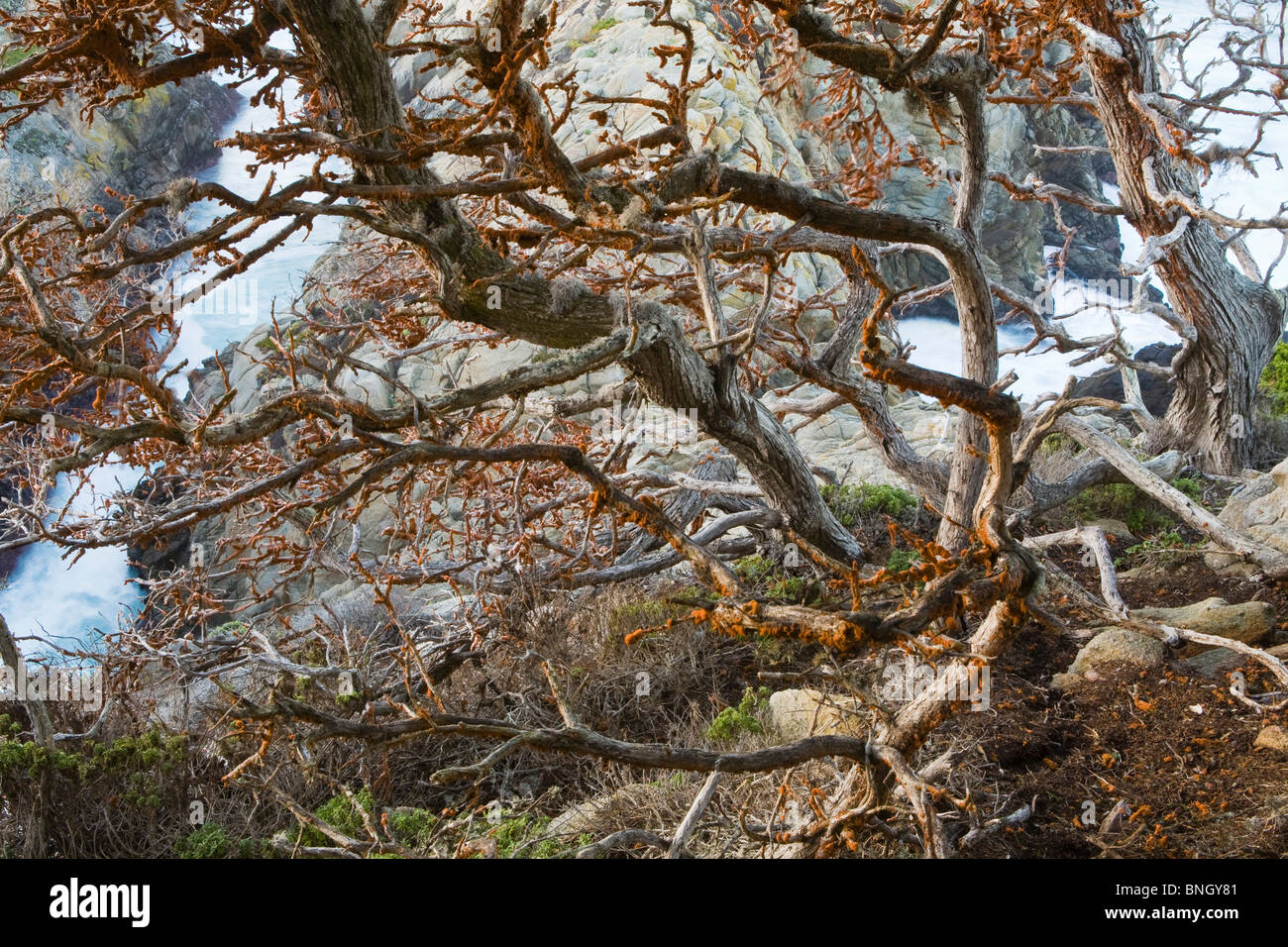 Monterey cypress (Cupressus macrocarpa) trees at a coast, Point Lobos ...