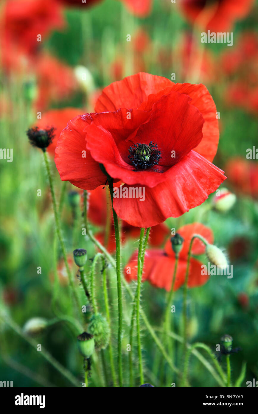 Poppy stigma hi-res stock photography and images - Alamy