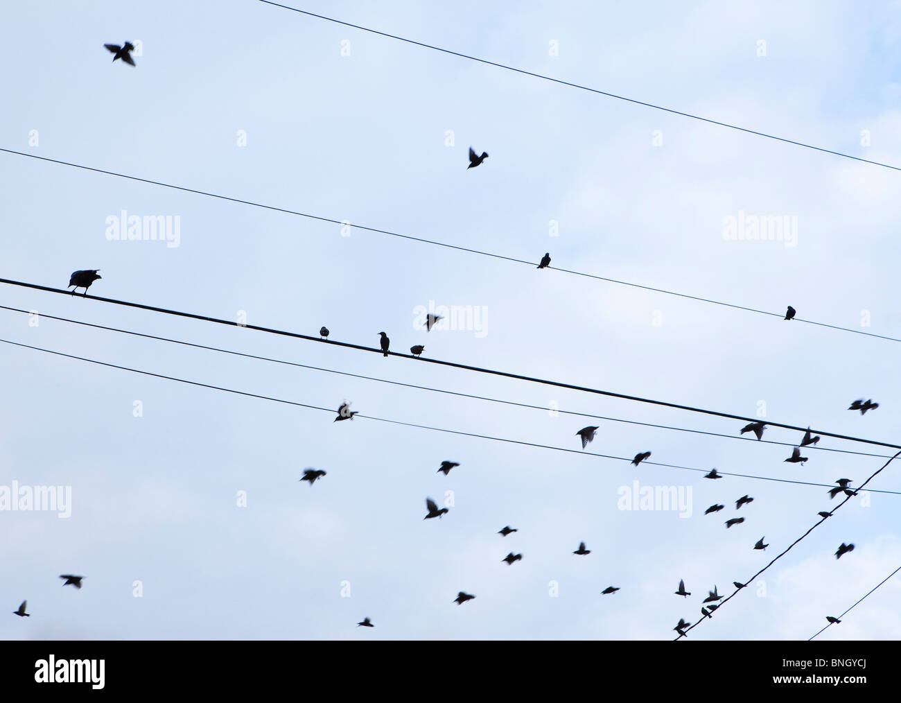 Birds on the power lines hi-res stock photography and images - Alamy