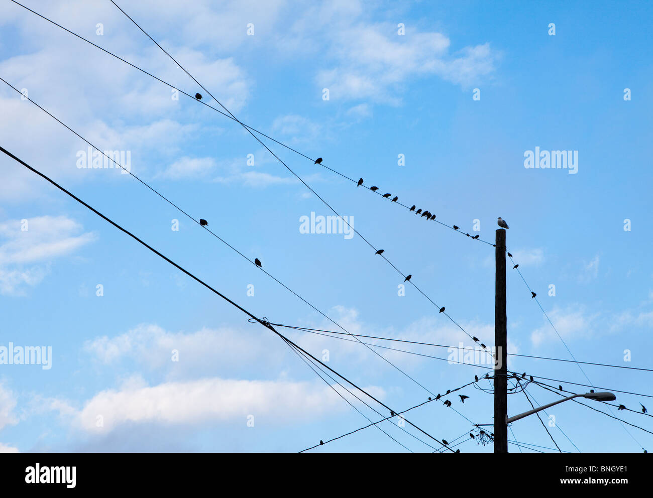 Seagull seattle washington hi-res stock photography and images - Alamy