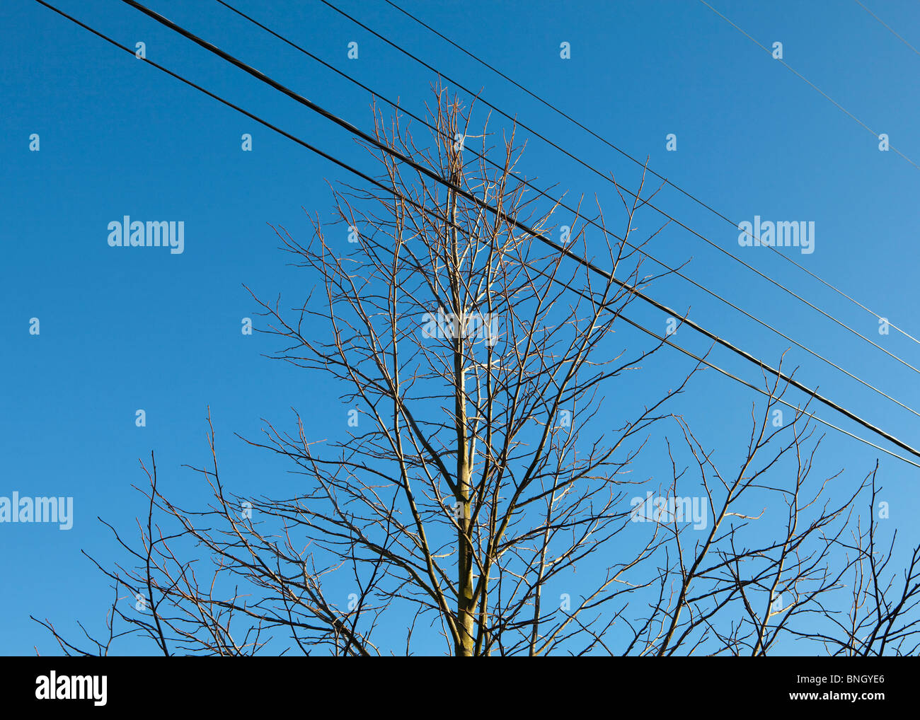 Bare tree under a power line, Seattle, Washington State, USA Stock ...