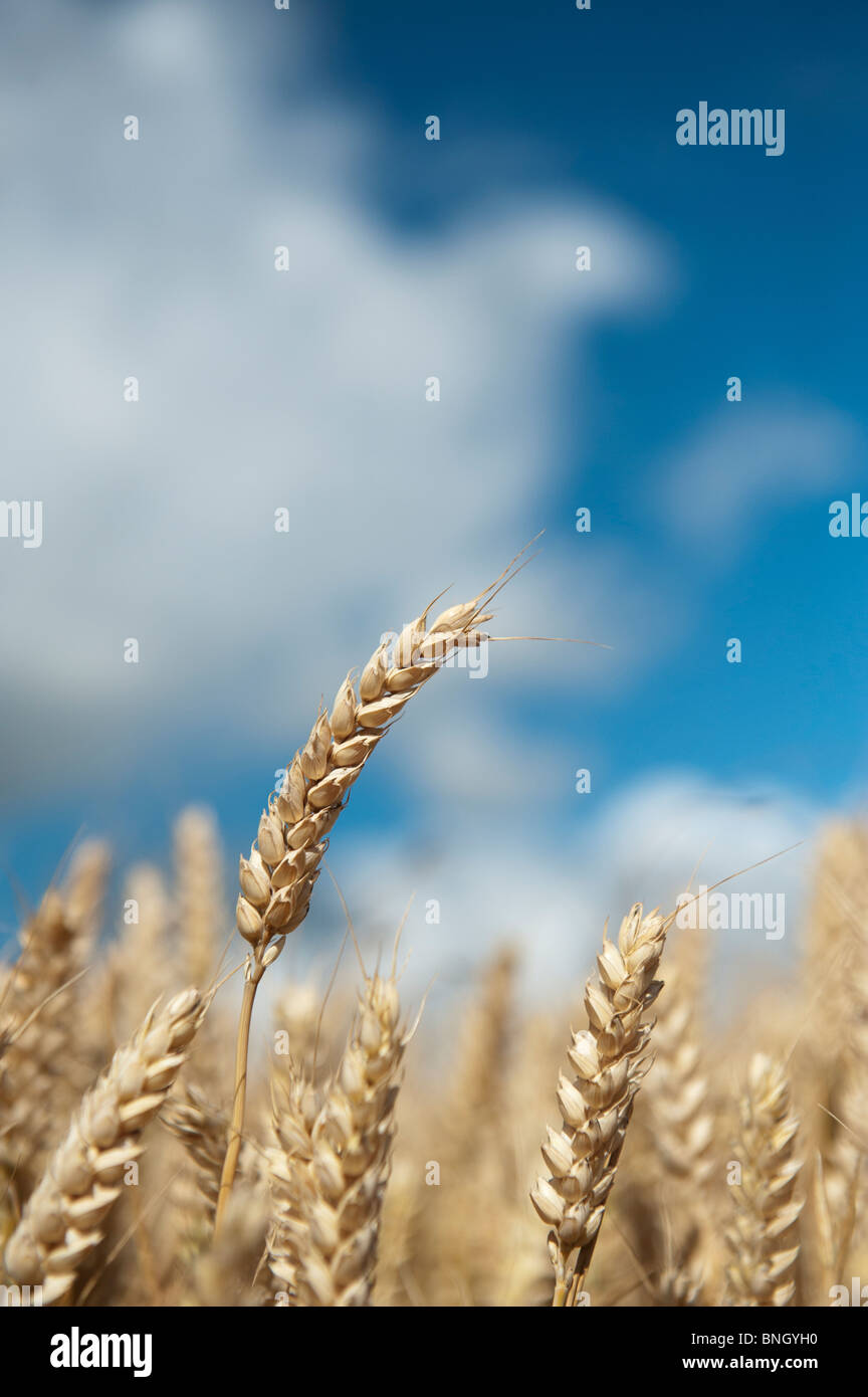 Triticum aestivum hi-res stock photography and images - Alamy