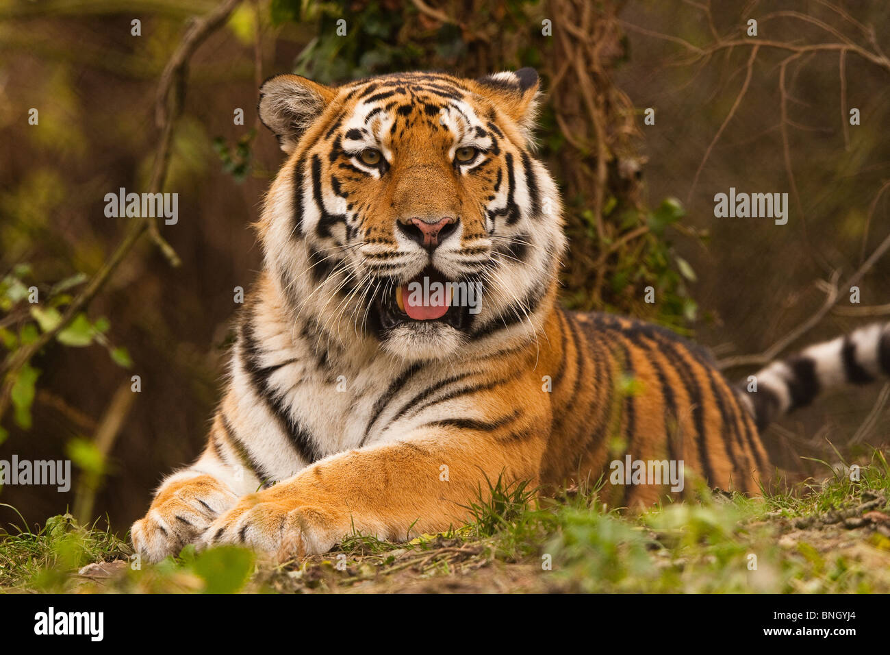 Amur Animal Endangered Tiger High Resolution Stock Photography and ...