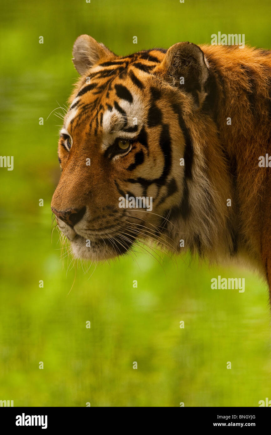 Tiger playfull hi-res stock photography and images - Alamy